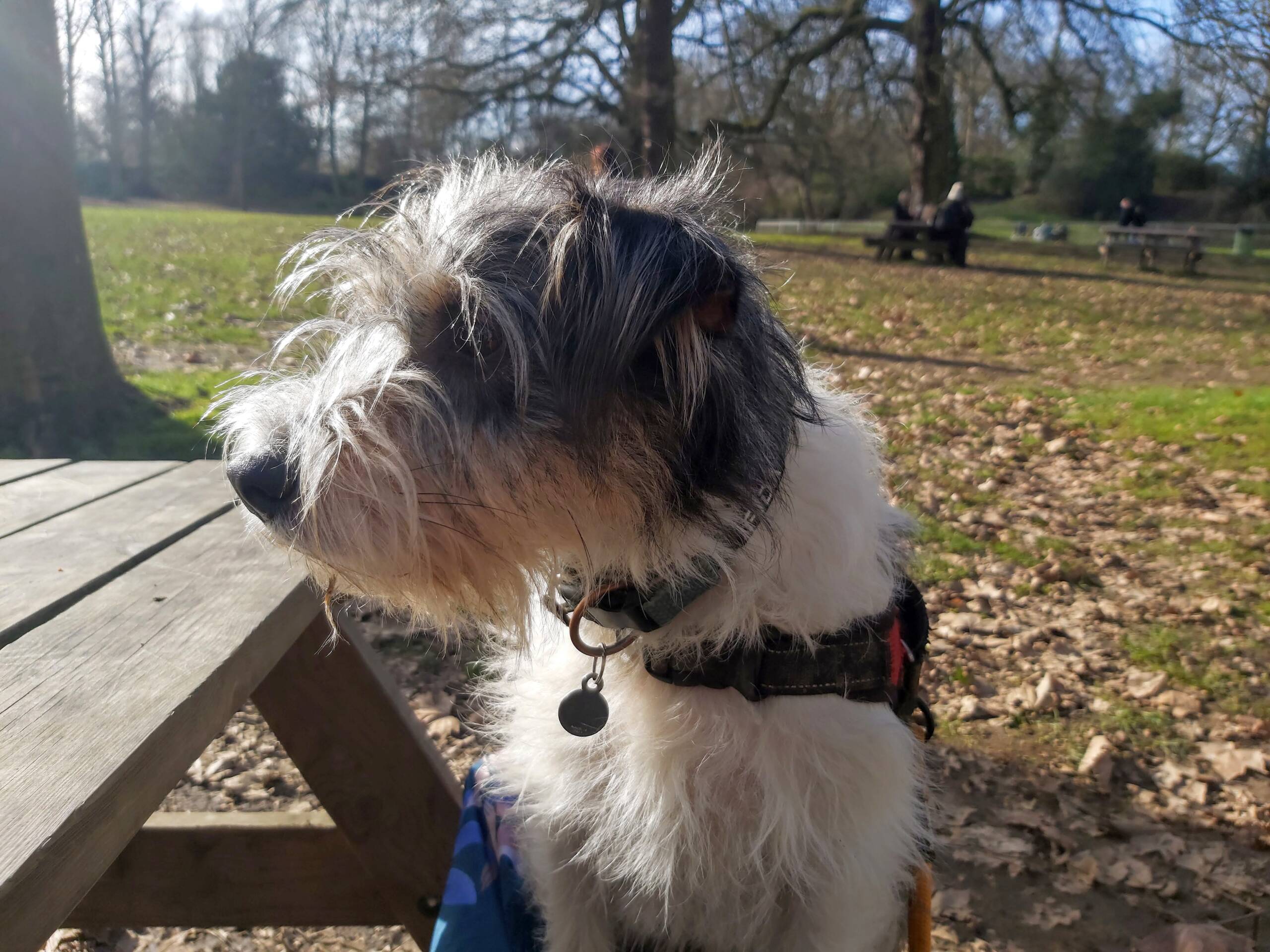 London Legal Walkies 2023 - Meet the Pack - London Legal Support Trust ...